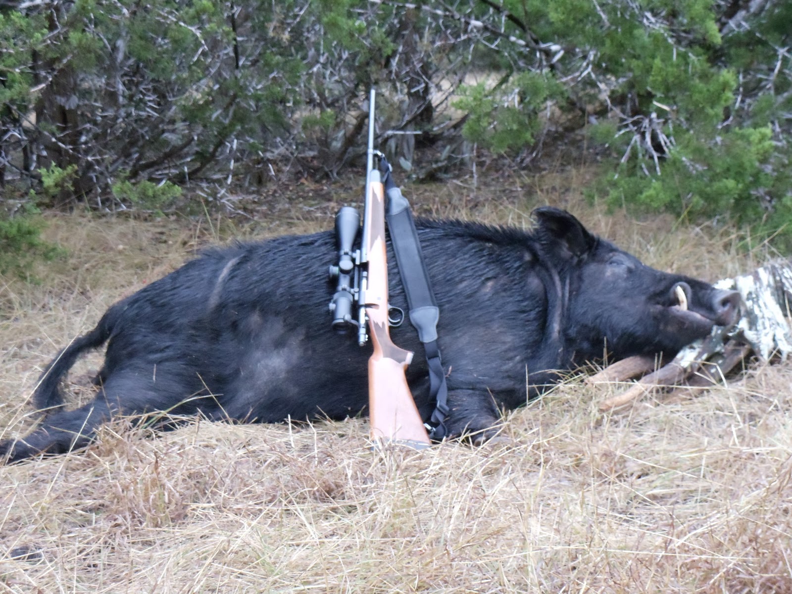 Hunting Texas: Biggest Hog Ever (for me)