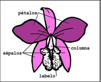 CARTEL .: ¿ QUÉ SON LAS ORQUIDEAS?