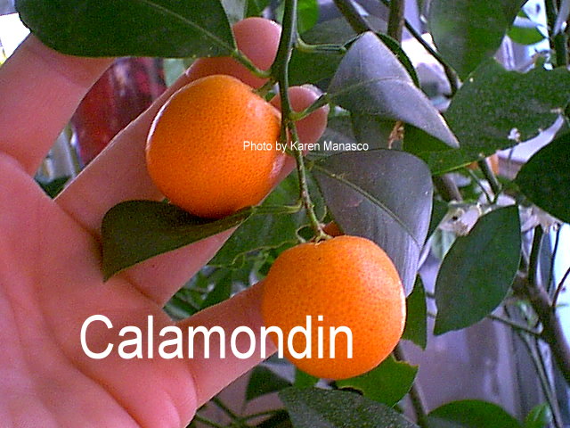 Agricultural Information: About Calamondin