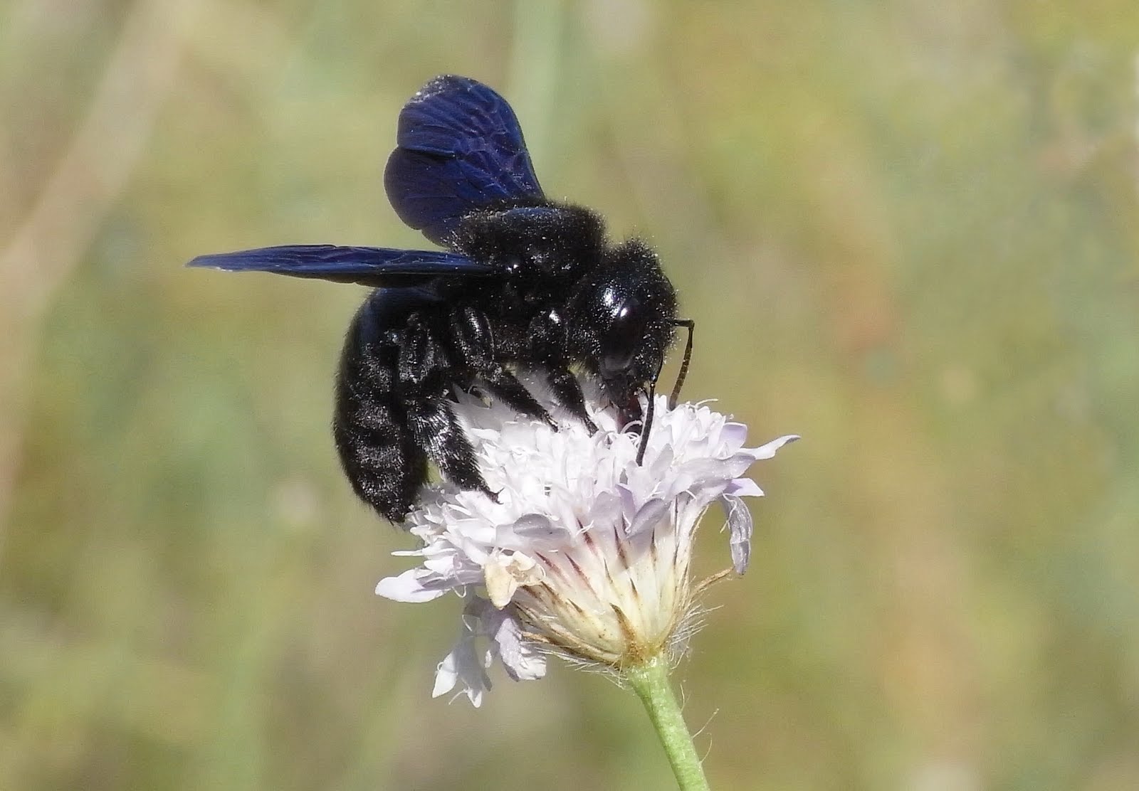 Wildlife Wanderings: Tuscany, Italy
