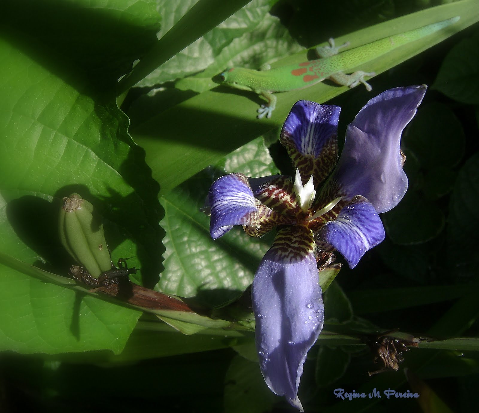 Kilauea Poetry: Light & Color Pt. 2- Colorful Chameleons