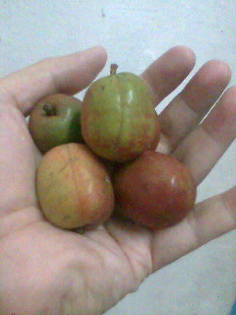 Choy's Ideas: Jocotes Will Keep You Fit and Happy