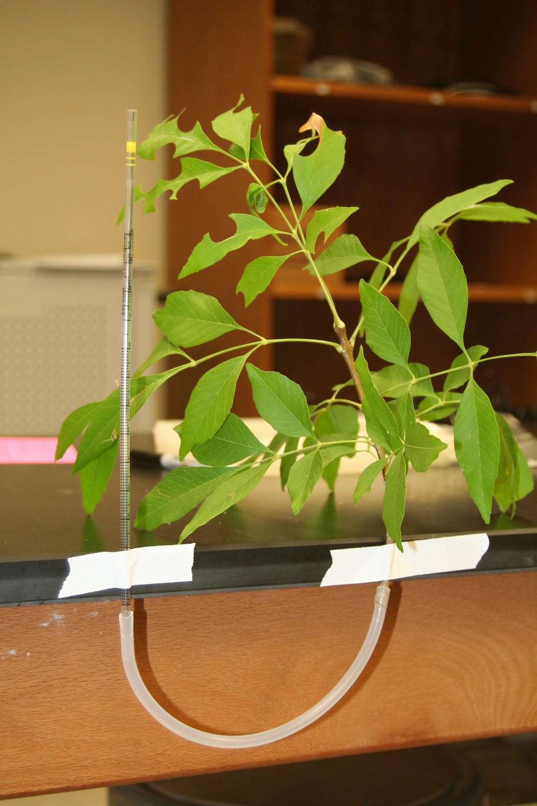 Practical Biology: science for everyone: Plant Breath: Transpiration