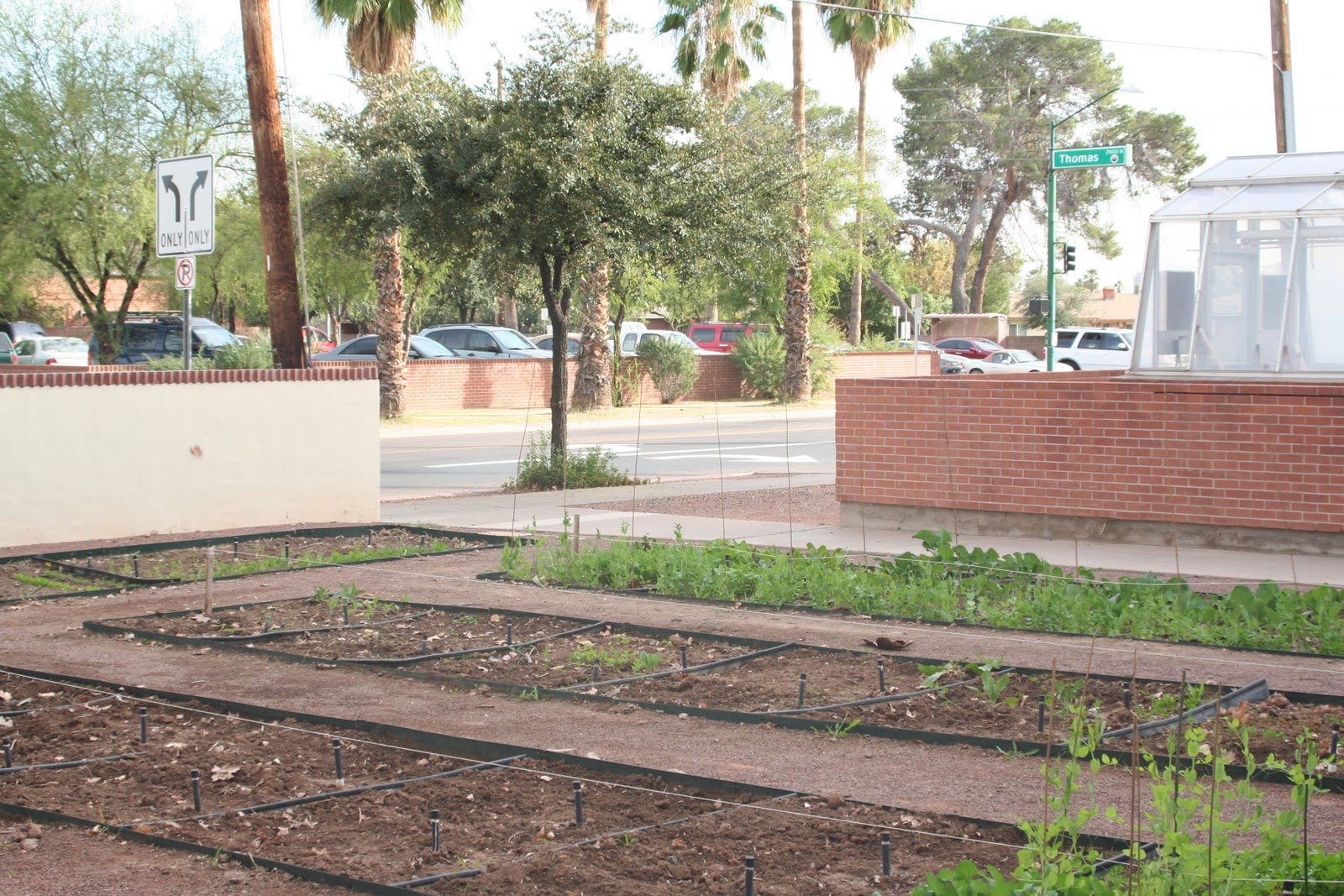 Practical Biology: science for everyone: Weed corridors