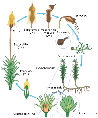 Ciencias Naturales 1: TEMA 3.-LA VIDA EN LA TIERRA