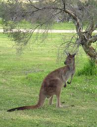 Životinjsko carstvo: Kengur