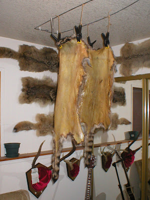 Coyote Control: Tanning Process