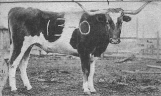 Bevo Traditions: Bevo and how he REALLY got his name