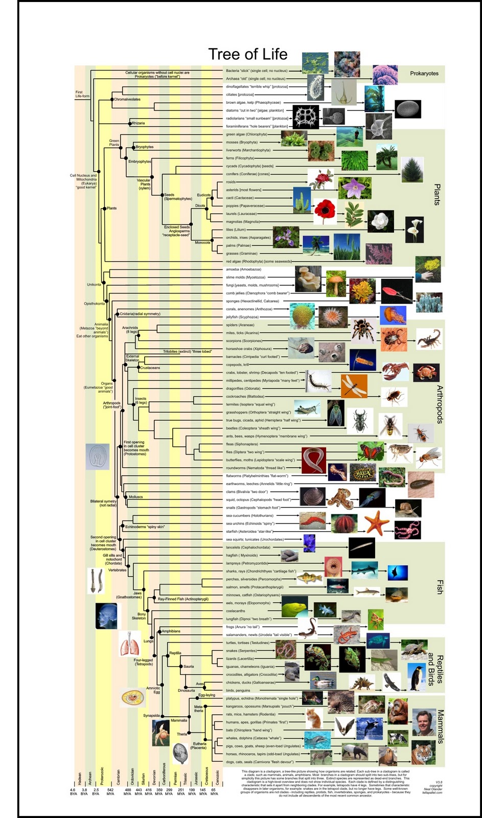 The Tree of Life: A Project in Phylogeny: Phylogenetic Tree