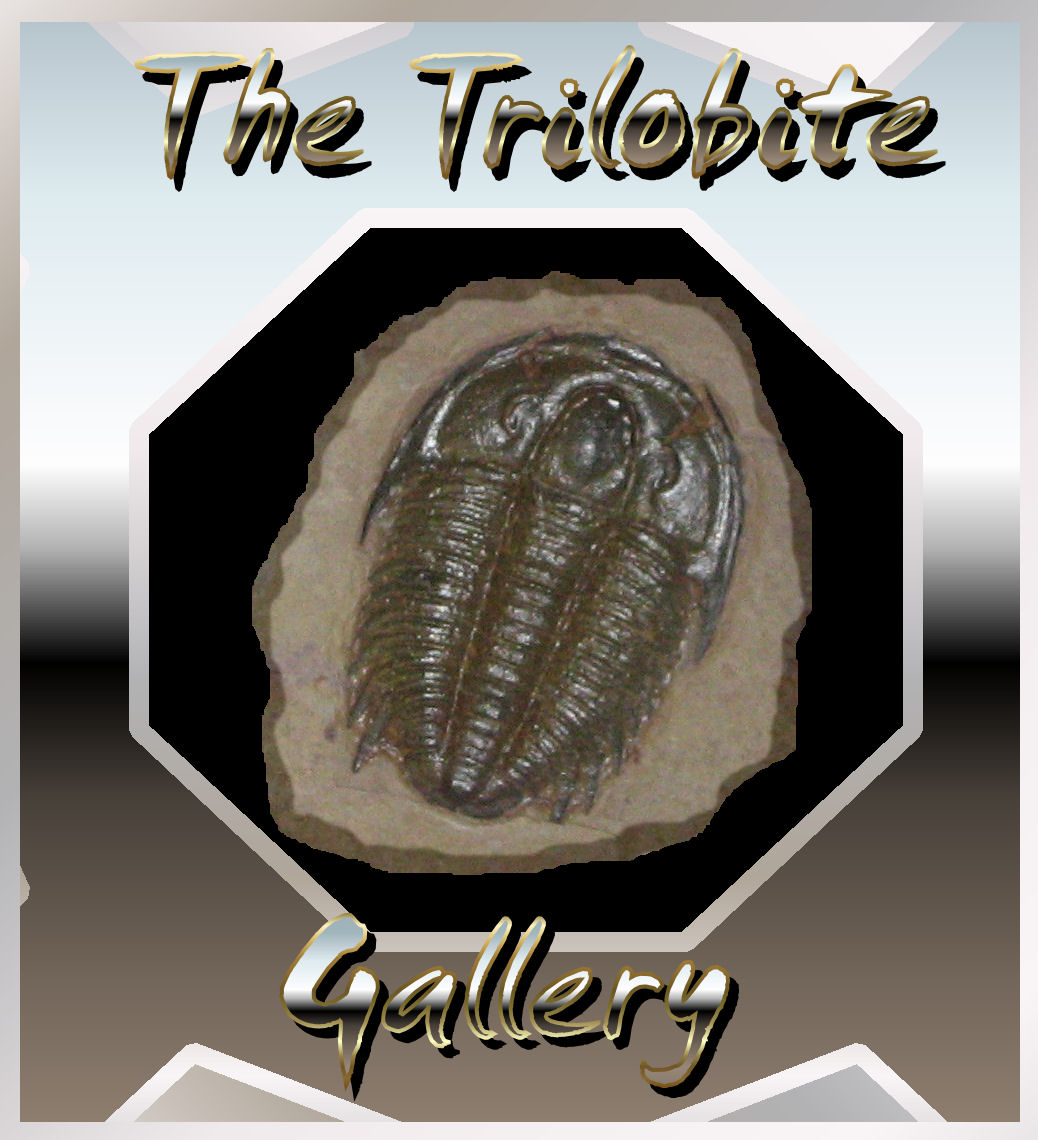 ART Evolved: Life's Time Capsule: Trilobites in Art