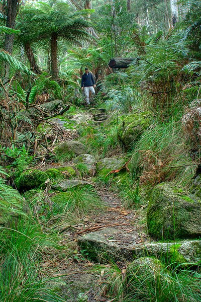 Mount Cole State Forest | Goldfields Image Makers