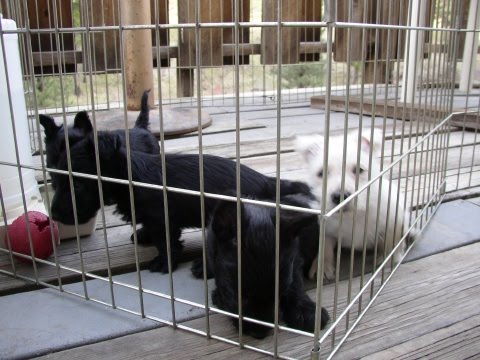 Montgomerie of Camas - AKC Scottish Terriers: Bonnie & Stewie's pups