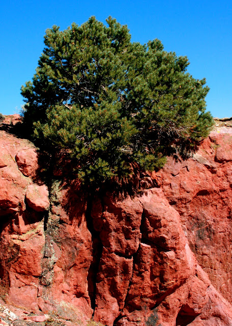 Pinon Pine, Growing in a Small Crevice....