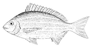 Angling: Fish Species used for live bait for kob: