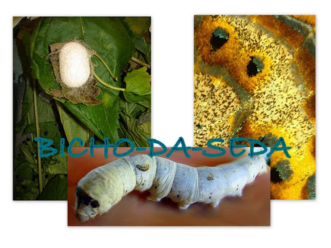 BICHO-DA-SEDA: O detalhe que fez toda a diferença...