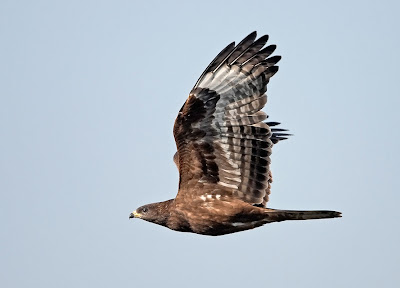 Rapace en vol