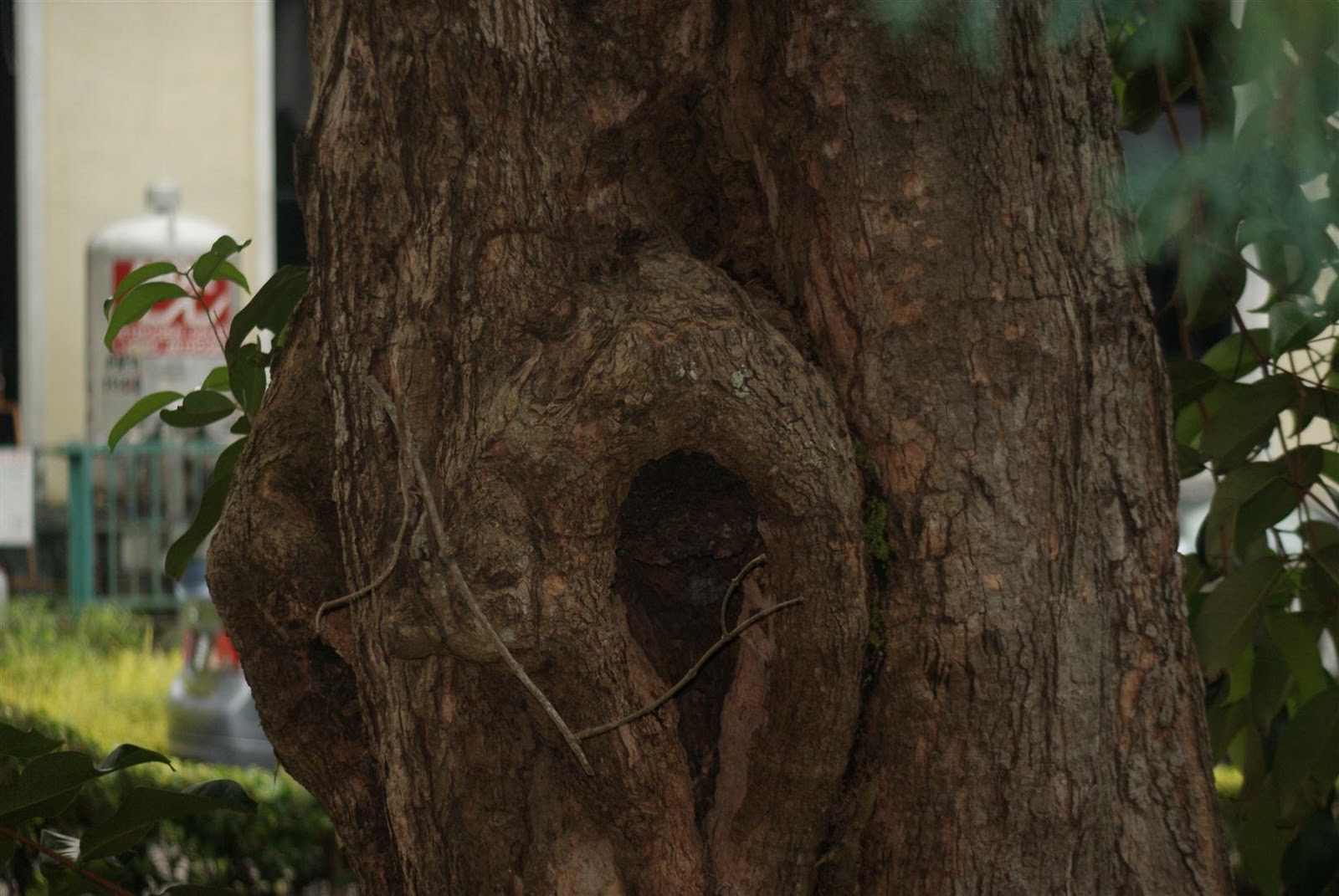 ..membimbing ke arah generasi lestari..: D : Jambu Laut @ Syzygium Grande