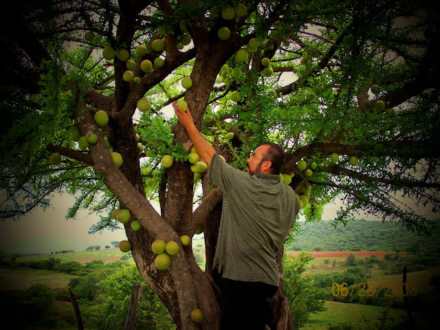 CUATECOMATE TÓNICO PULMONAR JIREH: GUAJE CIRIAL O CUATECOMATE