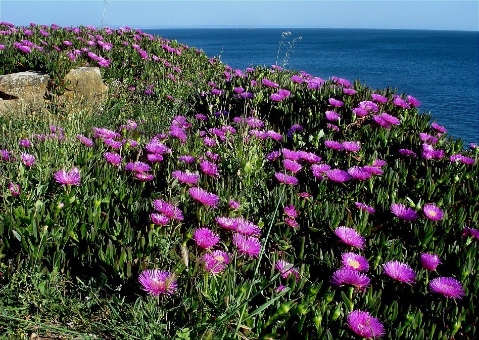 Lisbon and the Sunny Coast: Sour Fig