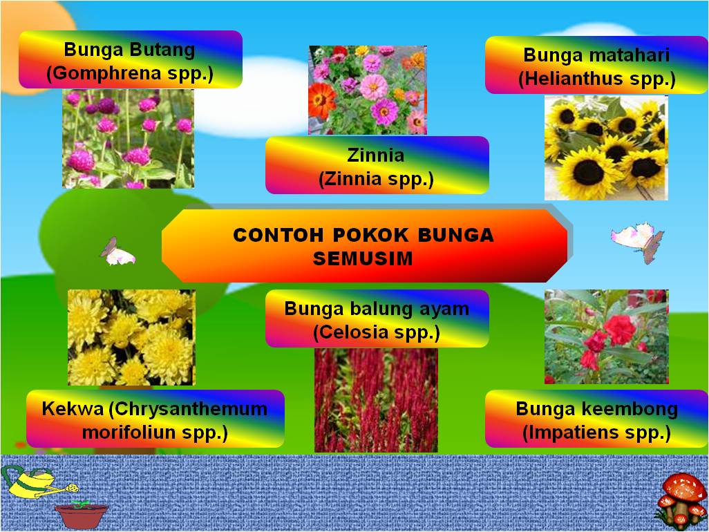 Tanaman Hiasan & Tip's Mudah Pelbagai: Jenis Tanaman Hiasan