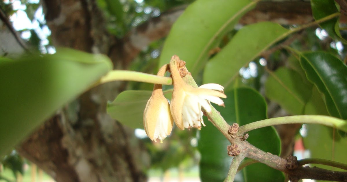 23+ Gambar Bunga Tanjung, Paling Keren!