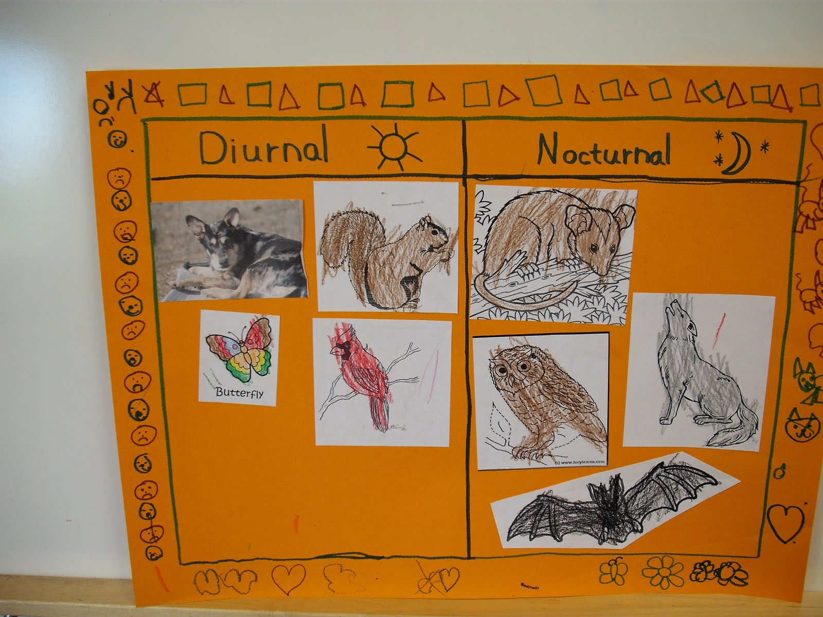 P. Riddle's Class Blog Rm. C-11: Nocturnal and Diurnal Animals