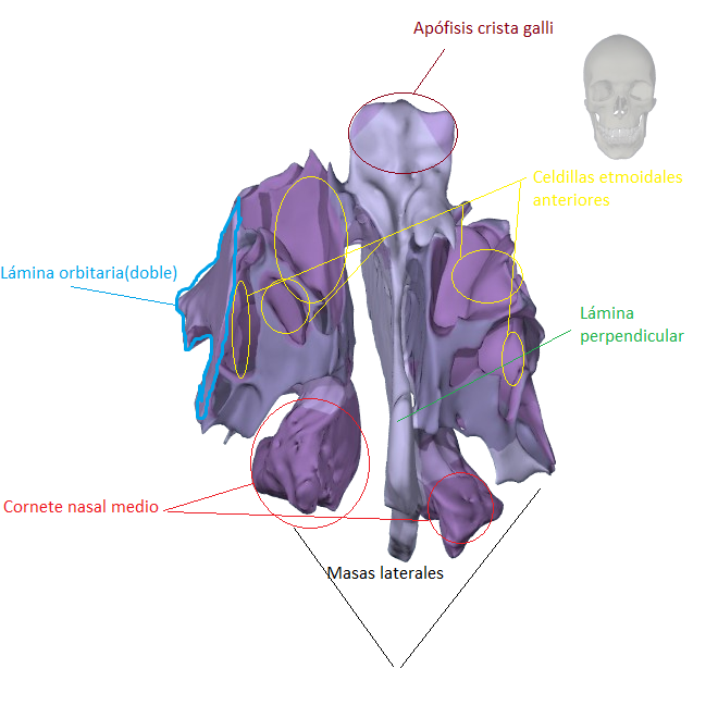 Huesos del Cráneo: Hueso Etmoides