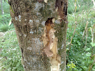 lestari bumiku: Hama Boktor (Xystrocera festiva, ordo Coleoptera) pada ...