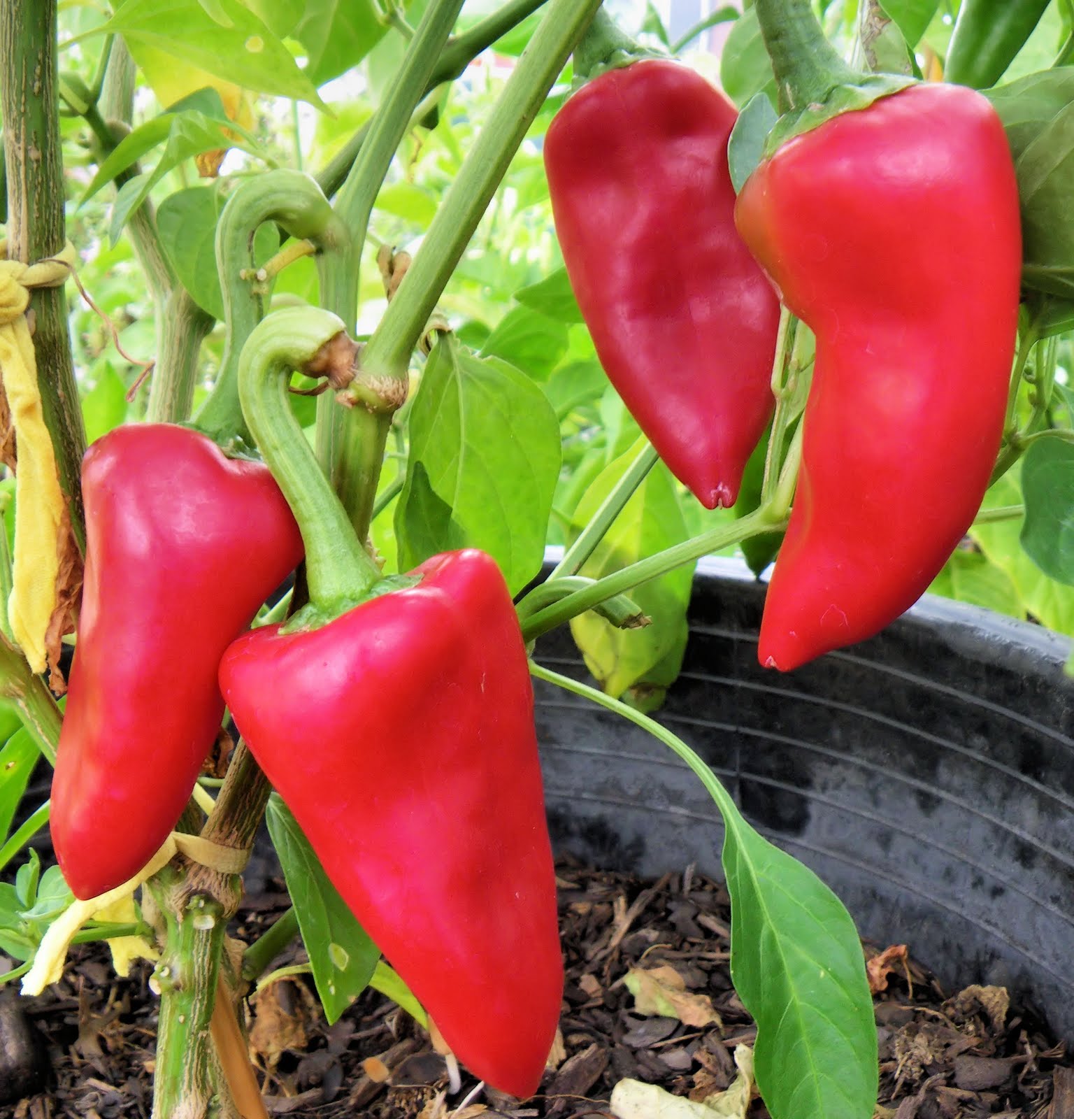 Peppermania Texas: A Piquillo Personality
