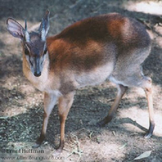 Victor Cabral: Catálogo de Animais da África do Sul – Angola – Botswana ...