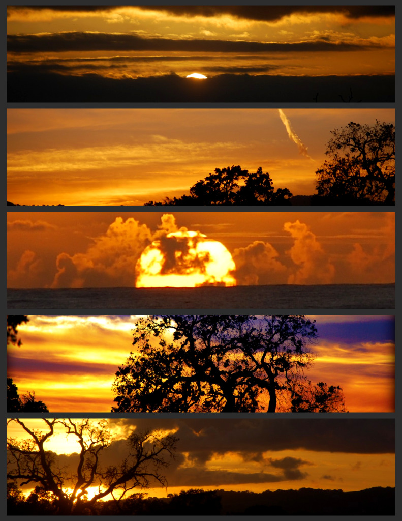Dilettante in Fur: Sunset Collage