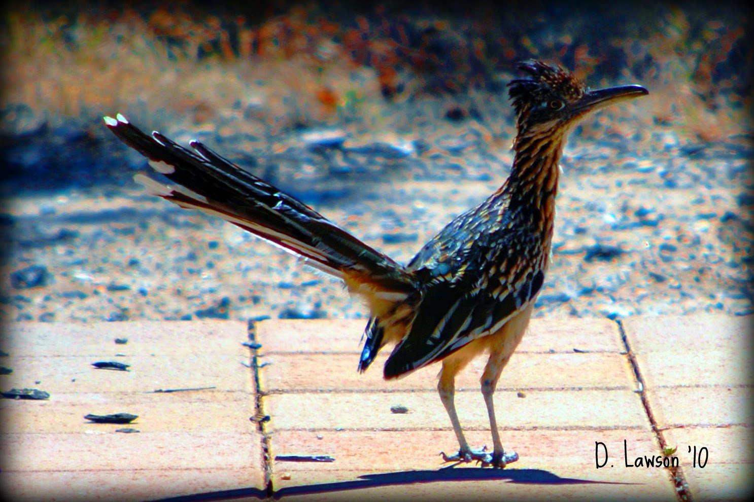 Bluebird Greetings: Stalking the Reclusive Roadrunner