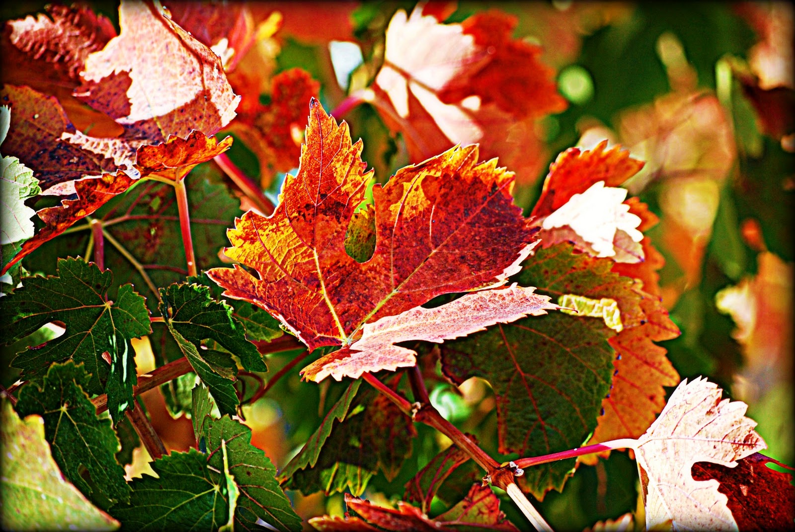 Bluebird Greetings: Fall Colors