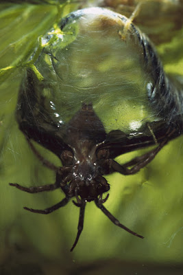 Keiths One Planet: Water Spider Spins Its Own "Scuba Tank"