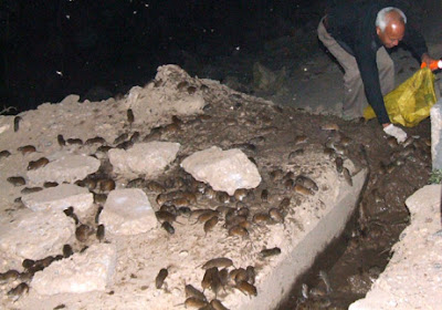 Keiths One Planet: "Two Billion" Rats Invade China Lake Towns