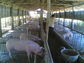 Sustainable Development: Commercial piggery