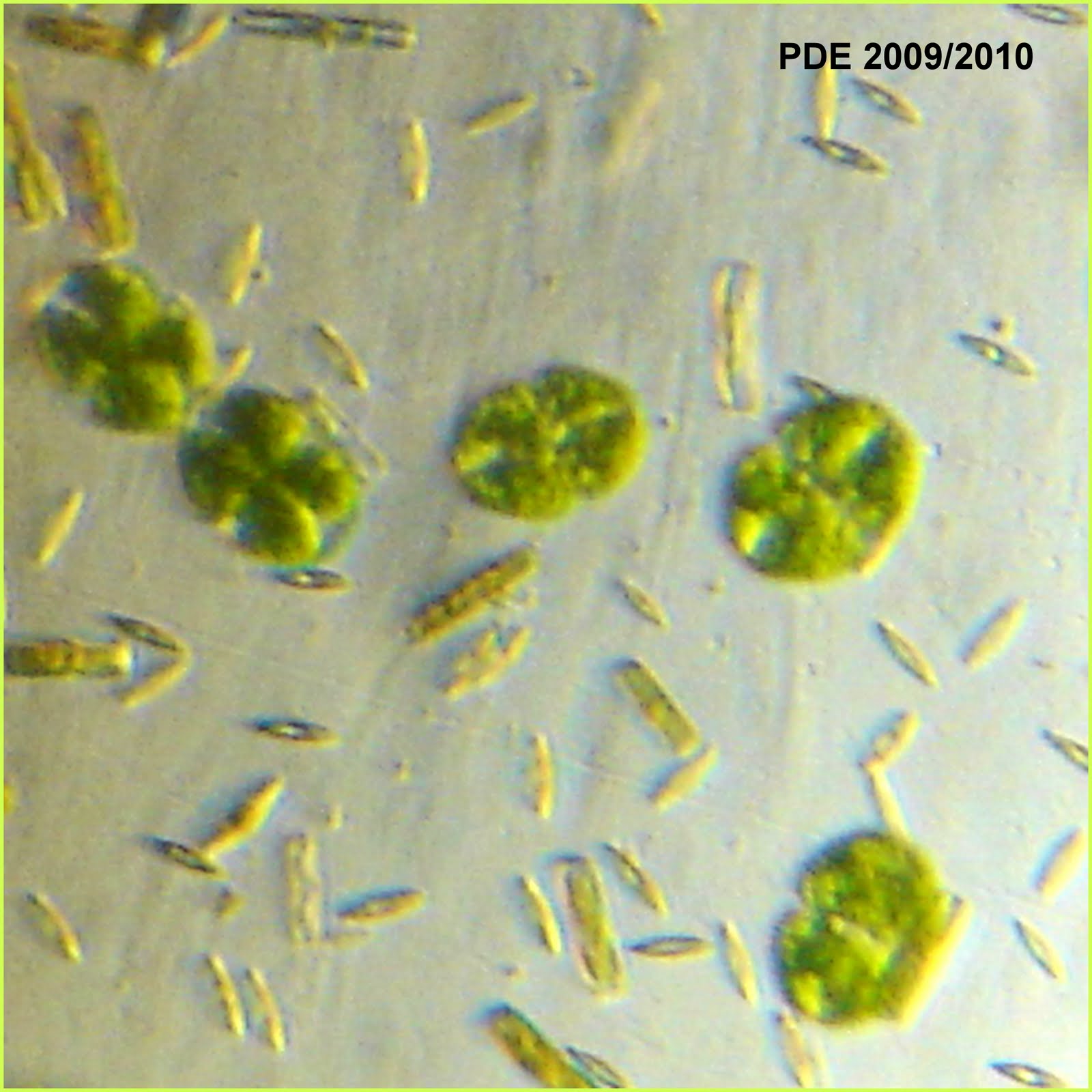 Cultivo de Microalgas em Fotobiorreatores: Agosto 2010