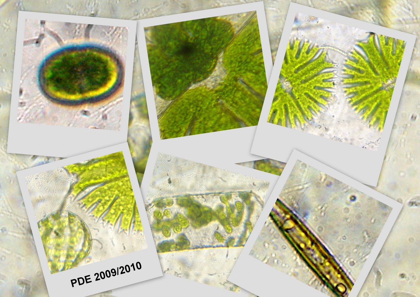 Cultivo de Microalgas em Fotobiorreatores: Cultivos de microalgas...