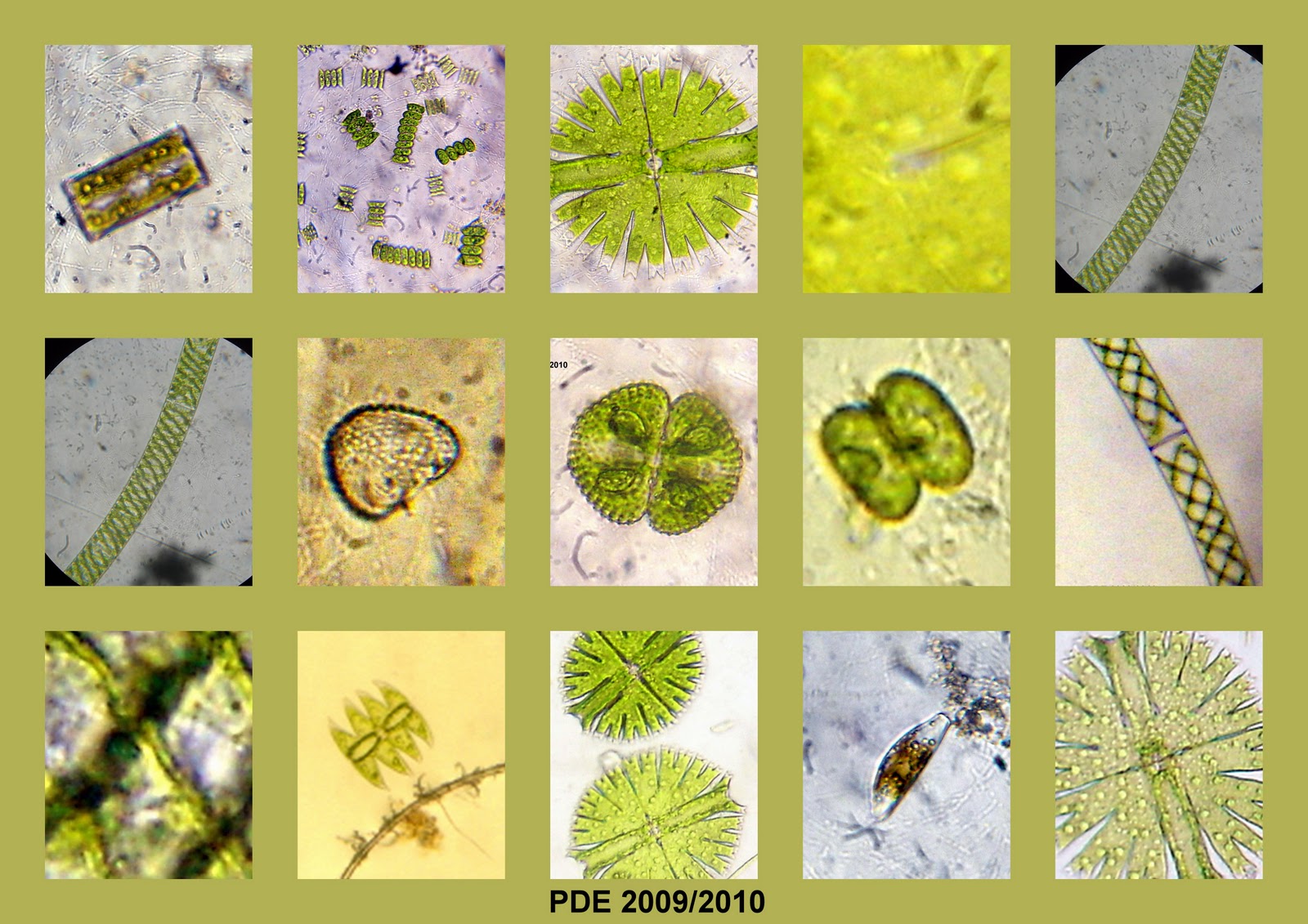 Cultivo de Microalgas em Fotobiorreatores: Pequenos mundos... Das ...