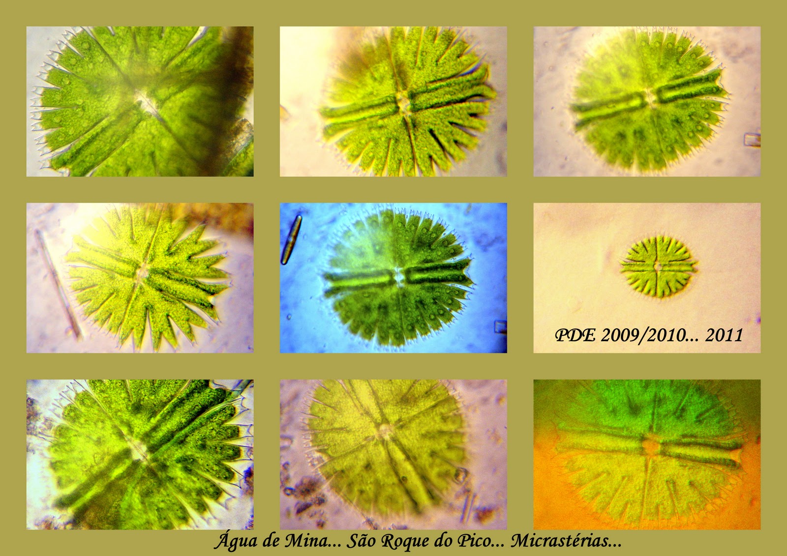 Cultivo de Microalgas em Fotobiorreatores: O maravilhoso mundo das ...