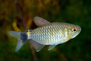 O gênero Moenkhausia ~ Nature Planet
