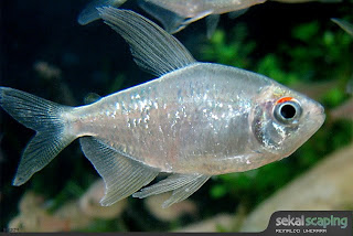 O gênero Moenkhausia ~ Nature Planet