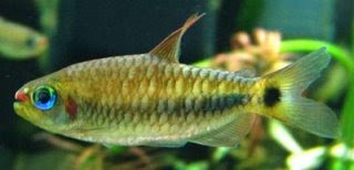 O gênero Moenkhausia ~ Nature Planet