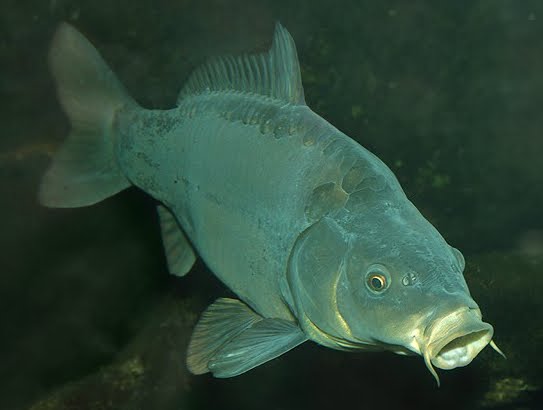 Texas Cryptid Hunter: Austin's Giant Carp Just Another Fish Story