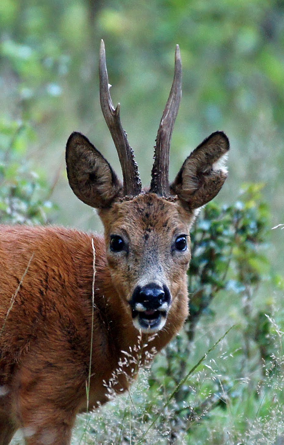 (AWD)....... AMSTERDAMSE WATERLEIDINGDUINEN: Foto's Van Gasten!