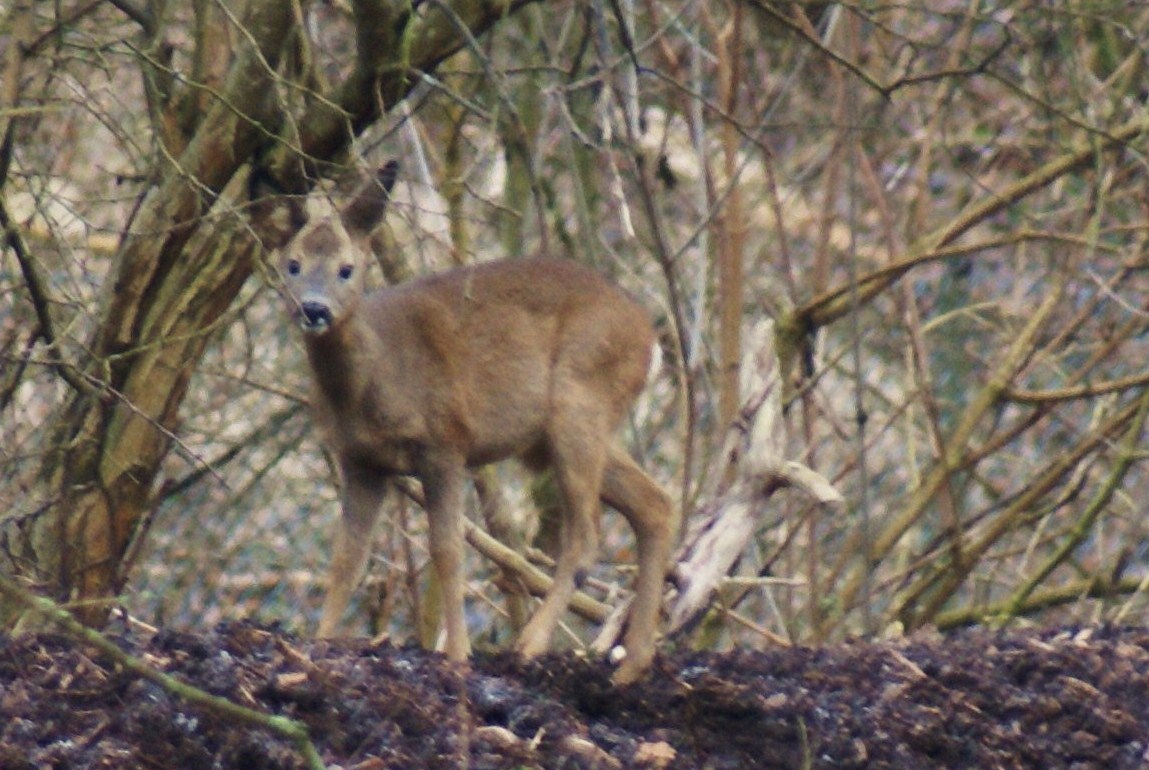 AMSTERDAMSE WATERLEIDINGDUINEN AWD: Pan Bos (Pan van Persijn)