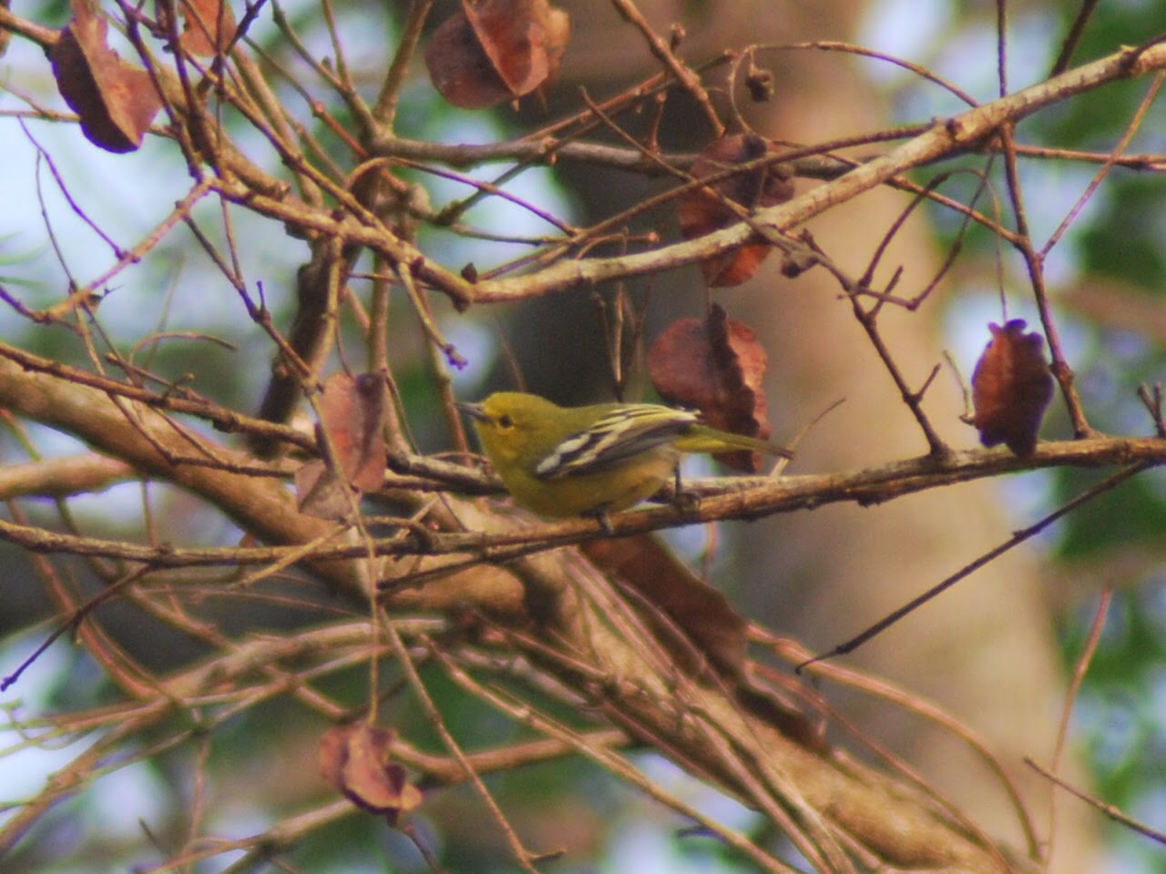 Iseebirds: Common Iora