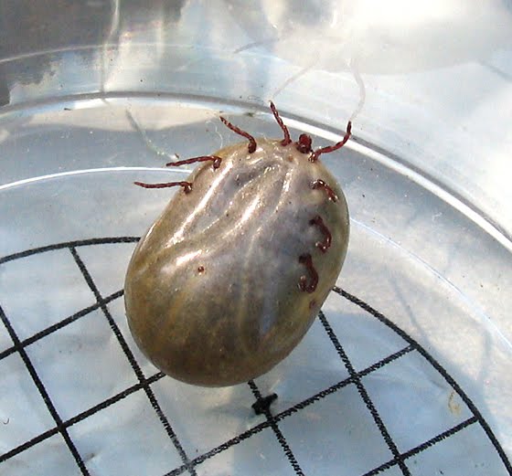 JULIANHECTOR: The Real Gentleman Bug and His Class