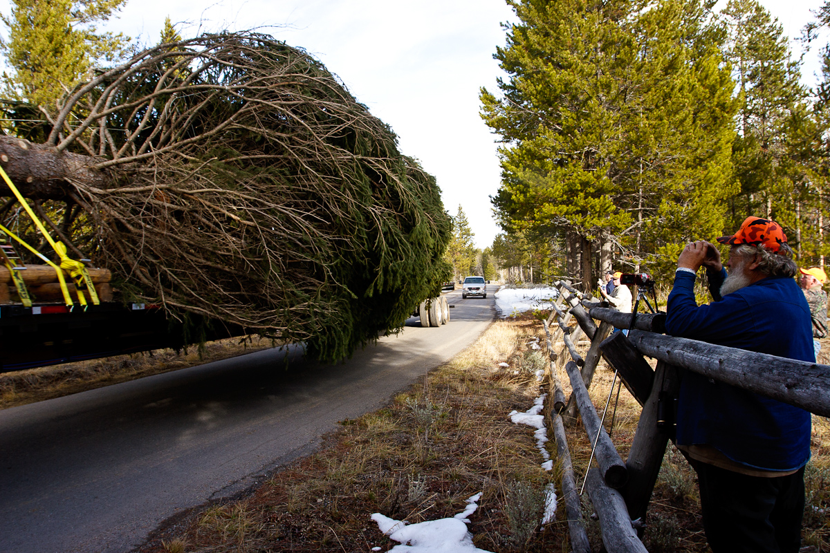 Capitol Christmas Tree 2010 The Tree Has Been Cut capitol-christmas-tree-2010-the-tree-has-been-cut