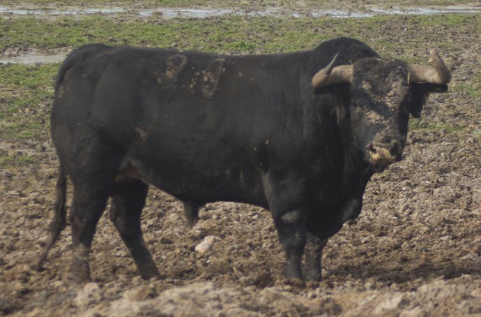 ESPAI TAURÍ: enero 2011